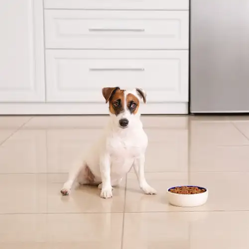 Zooplies | Tienda para Mascotas